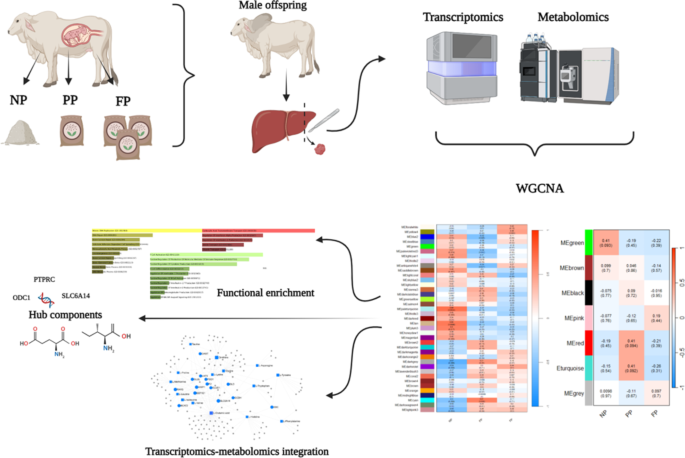 Liver transcriptomics-metabolomics integration reveals biological pathways associated with fetal ...
