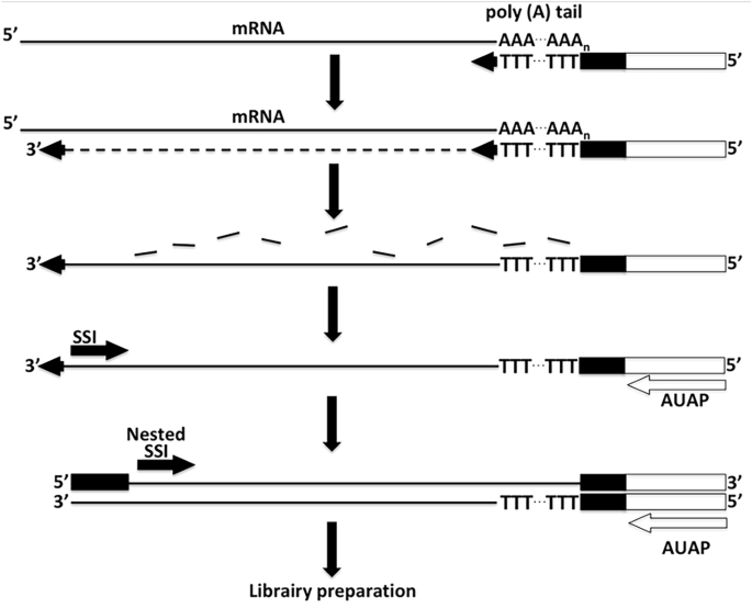 Full-length RNA-Seq of the RHOH gene in human B cells reveals new exons ...