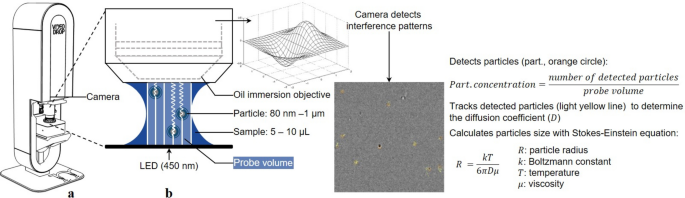 Real-time monitoring by interferometric light microscopy of phage ...