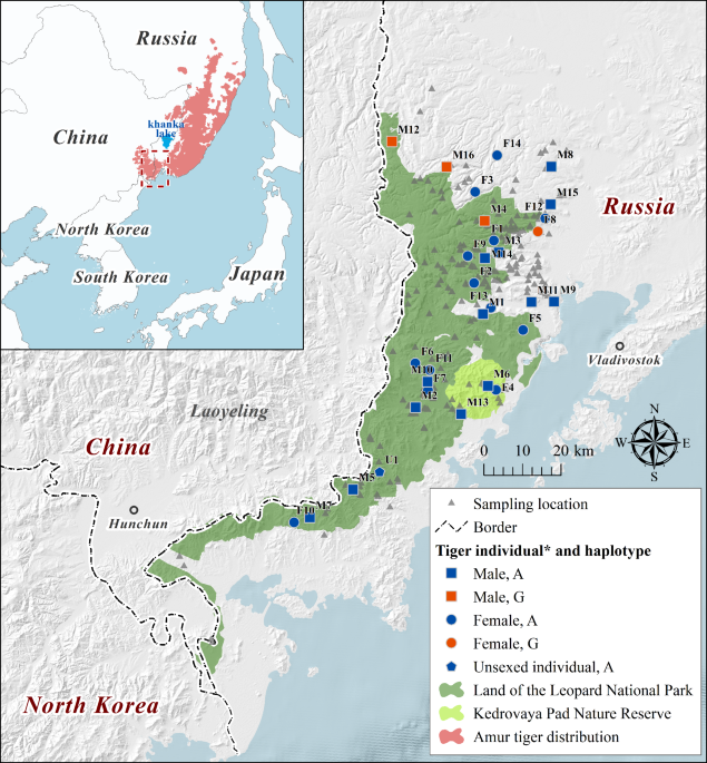 Genetic insights and conservation strategies for Amur tigers in ...