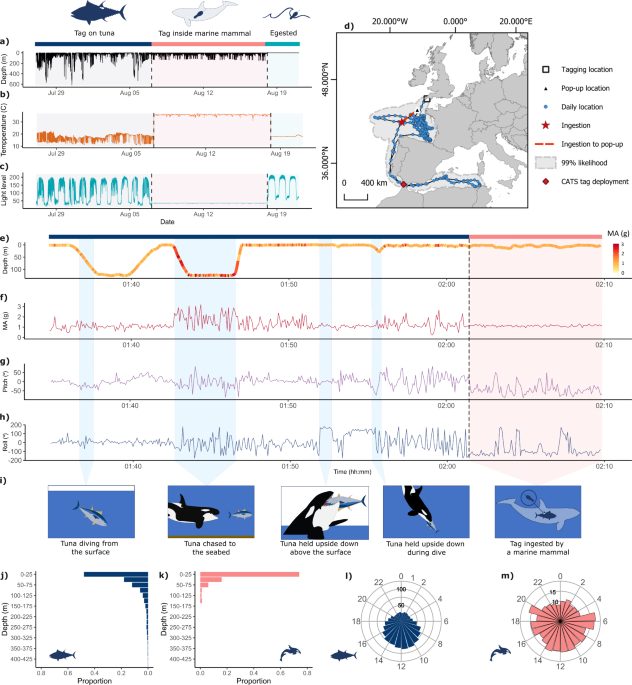 High-resolution biologging of an Atlantic bluefin tuna captured and ...