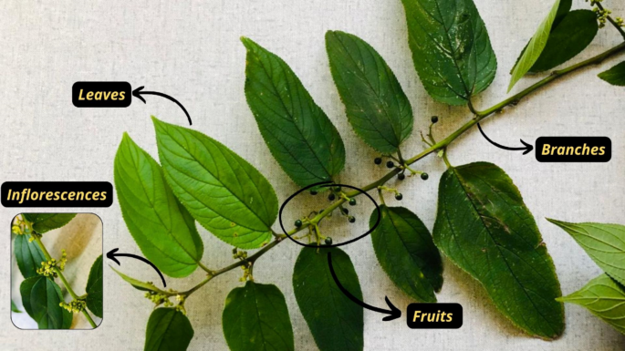 Trema micranthum (L.) Blume as a new source of cannabinoids ...