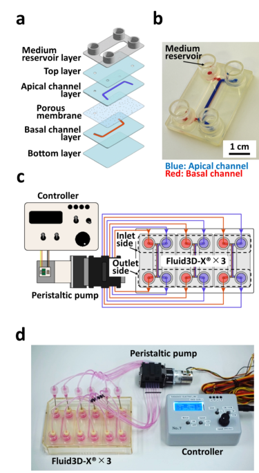 Development of a novel gut microphysiological system that facilitates ...