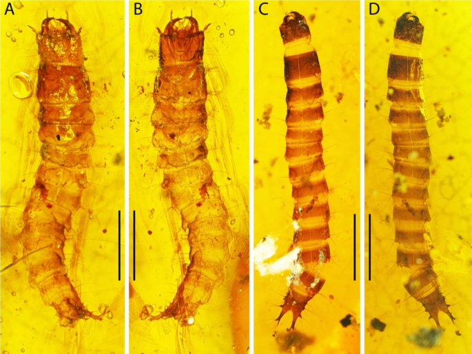 Click beetle larvae from Cretaceous Burmese amber represent an ancient ...