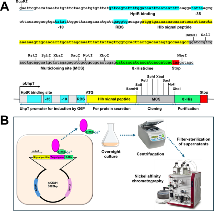 Development of high-performance inducible and secretory expression ...