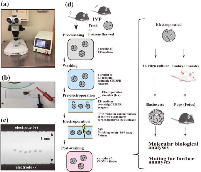Efficient genome editing of two-cell mouse embryos via modified CRISPR ...