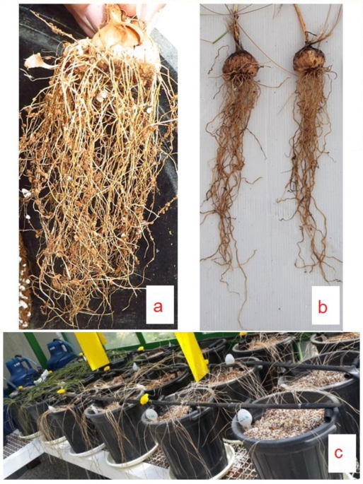 Optimizing saffron cormlet production through substrate composition ...