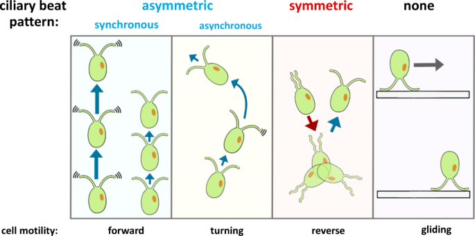 COP5/HKR1 changes ciliary beat pattern and biases cell steering during ...