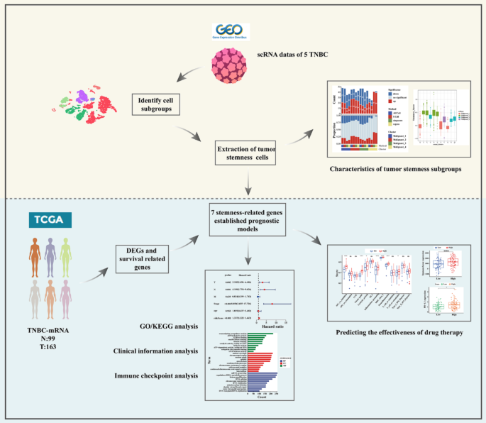 Prognostic model based on tumor stemness genes for triple-negative ...
