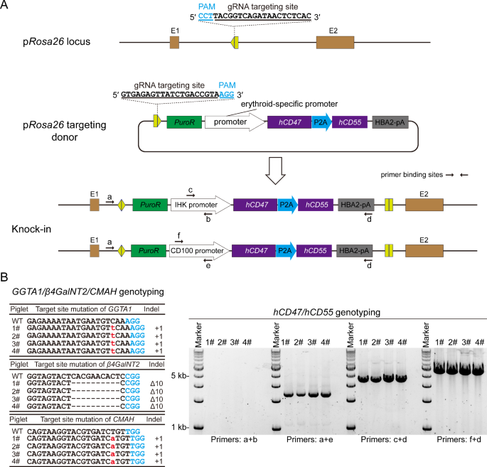 Generation and characterization of genetically modified pigs with GGTA1 ...