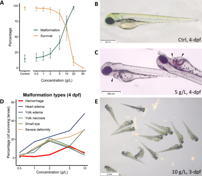 The food dye Tartrazine disrupts vascular formation both in zebrafish ...