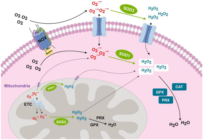 Transduction of jellyfish superoxide dismutase mediated by TAT peptide ...