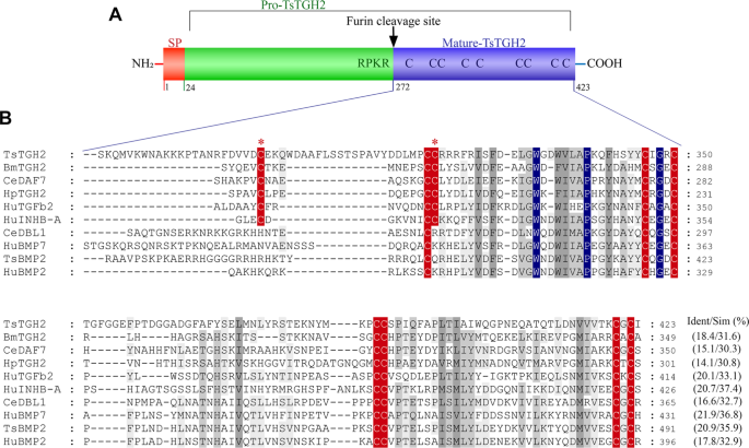 Molecular and biological characterization of transforming growth factor-β homolog derived from ...
