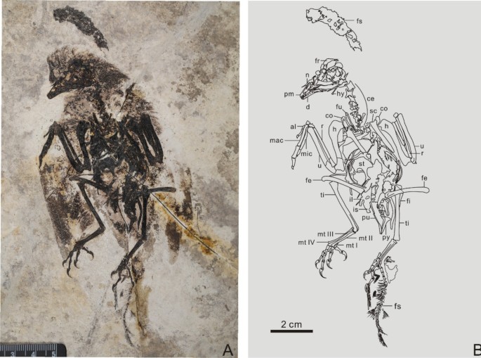 A new diminutive species of bohaiornithid enantiornithine (Aves ...