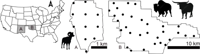 N-mixture models with camera trap imagery produce accurate abundance ...