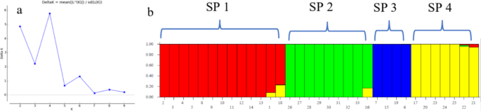 Genetic diversity and population structure of cowpea mutant collection ...