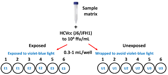 405 nm violet-blue light inactivates hepatitis C cell culture virus ...