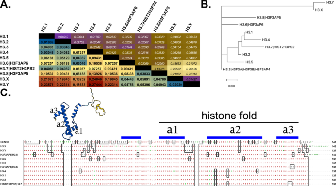 Histone variant H3.5 in testicular cell differentiation and its ...