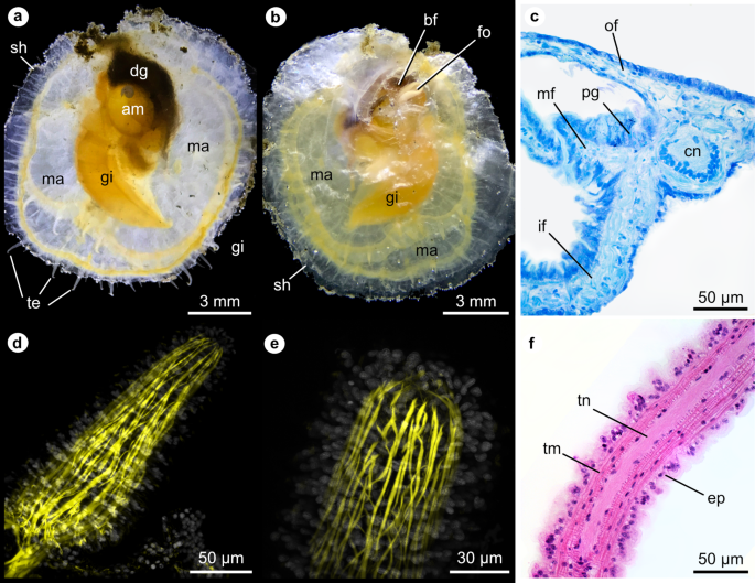 Anatomy and transcriptomics of the common jingle shell (Bivalvia ...