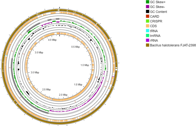 Whole genome sequence of seaweed endophyte Bacillus halotolerans strain ...