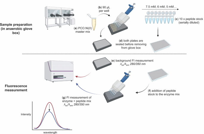 Measuring plant cysteine oxidase interactions with substrates using ...