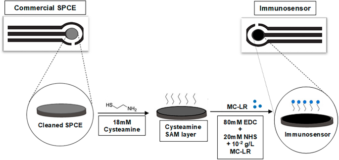 Rapid microcystin-LR detection using antibody-based electrochemical ...