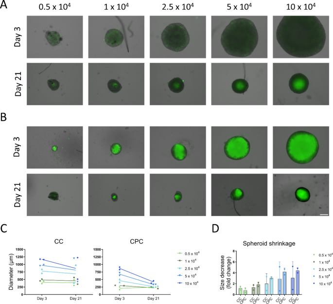 Small spheroids for head and neck cartilage tissue engineering ...