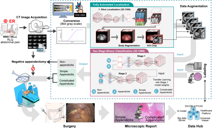 Development and validation of automated three-dimensional convolutional neural network model for ...