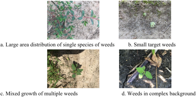 A lightweight weed detection model for cotton fields based on an improved YOLOv8n | Scientific ...