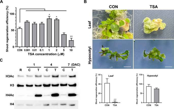 Trichostatin A promotes de novo shoot regeneration from Arabidopsis ...