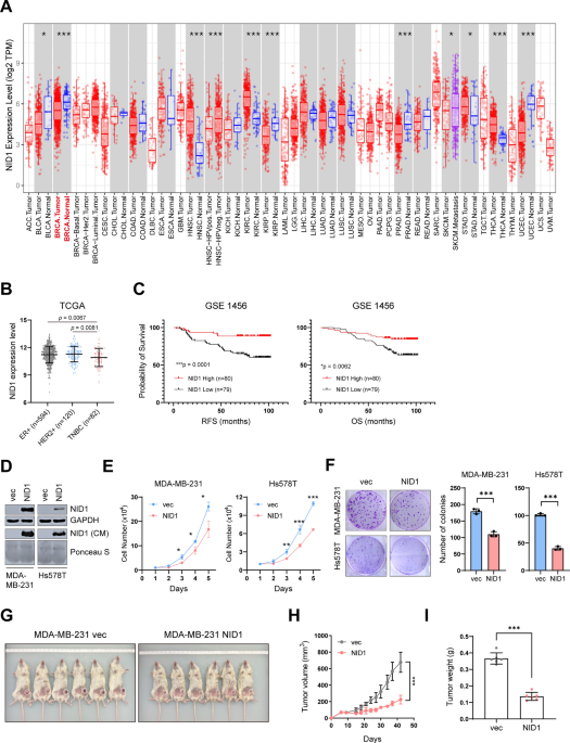 Nidogen-1 suppresses cell proliferation, migration, and glycolysis via integrin β1-mediated HIF ...
