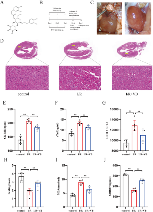 Verbascoside attenuates myocardial ischemia/reperfusion-induced ...