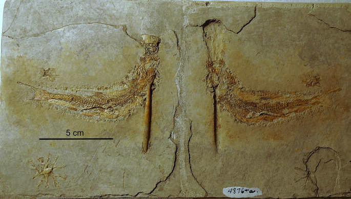 Jurassic fish choking on floating belemnites | Scientific Reports