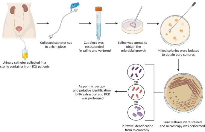 Insights into urinary catheter colonisation and polymicrobial biofilms ...