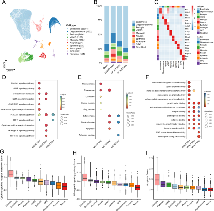 Single-cell sequencing and transcriptomic data reveal that P65 ...