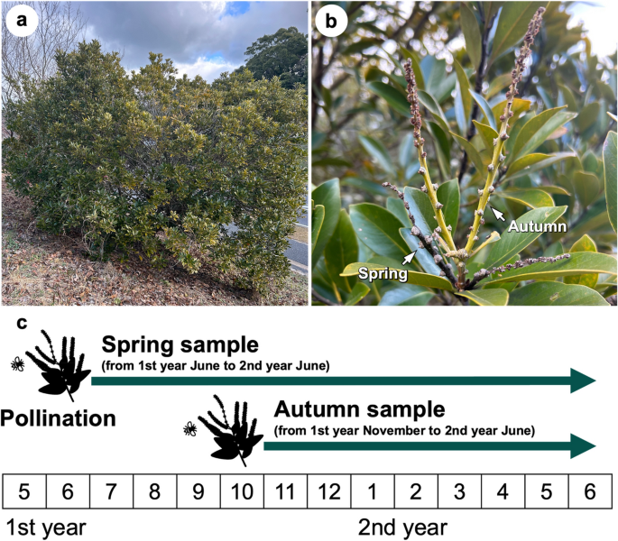 A seasonal strategy for pollen tube growth and ovule development to ...