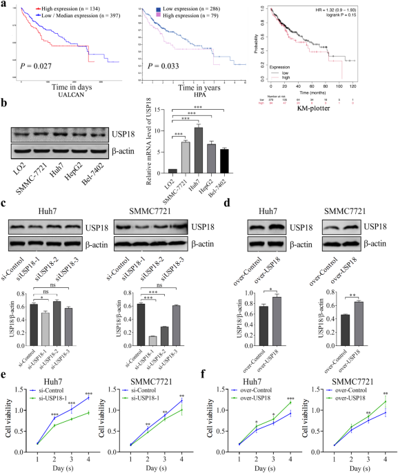 USP18 attenuates endoplasmic reticulum stress via the PERK-eIF2α-ATF4 ...