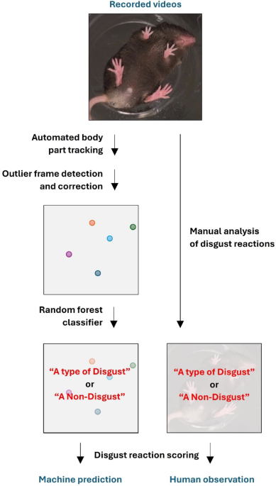 Automatic quantification of disgust reactions in mice using machine ...