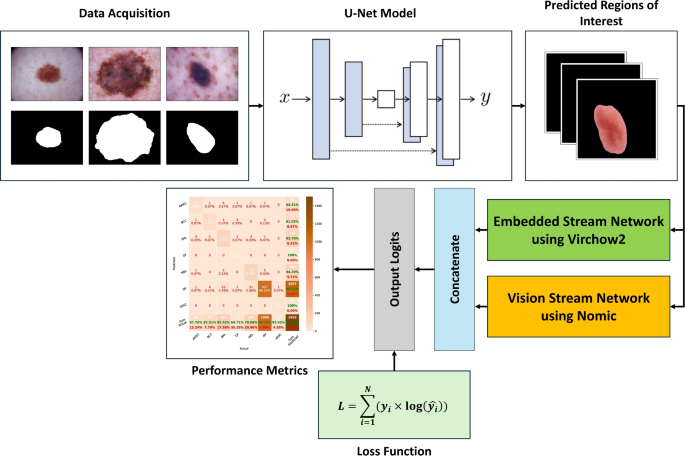 A dual-stream deep learning framework for skin cancer classification using histopathological ...