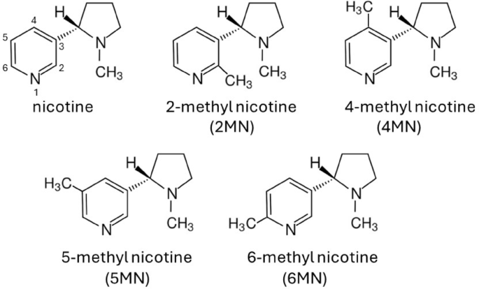 Levels of the nicotine analog 6-methyl nicotine as a naturally formed ...