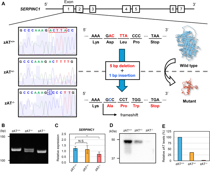 Real-time imaging of blood coagulation and angiogenesis during ...
