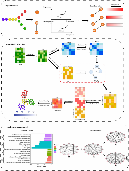 scRDEN: single-cell dynamic gene rank differential expression network and robust trajectory ...
