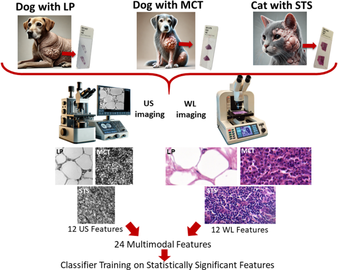 Differentiation of canine and feline neoplasms using multi-modal ...