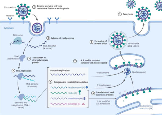 Drug repurposing targeting COVID-19 3CL protease using molecular ...