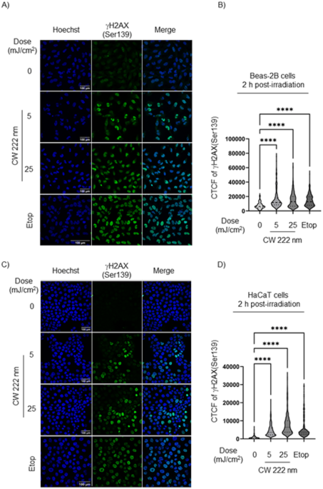 Far-ultraviolet light causes direct DNA damage in human lung cells and ...