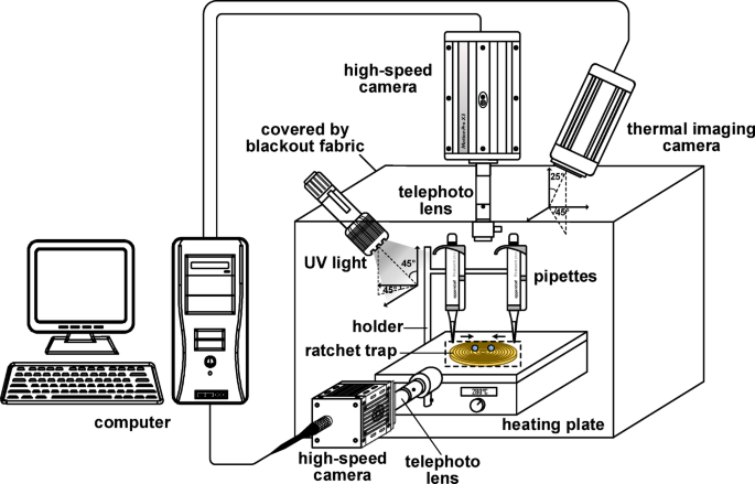 On the ultra-rapid mixing in two colliding Leidenfrost drops ...