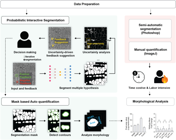 Deep learning-driven automated mitochondrial segmentation for analysis of complex transmission ...