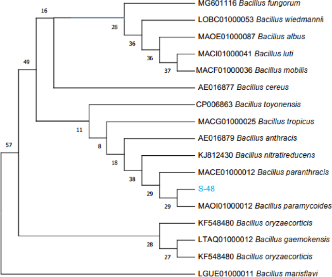 Cloning and expression of chromate reductase from Bacillus paramycoides ...