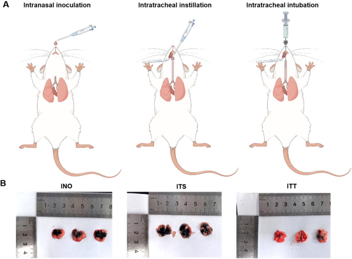Intratracheal instillation of RSV is superior to intranasal inoculation ...