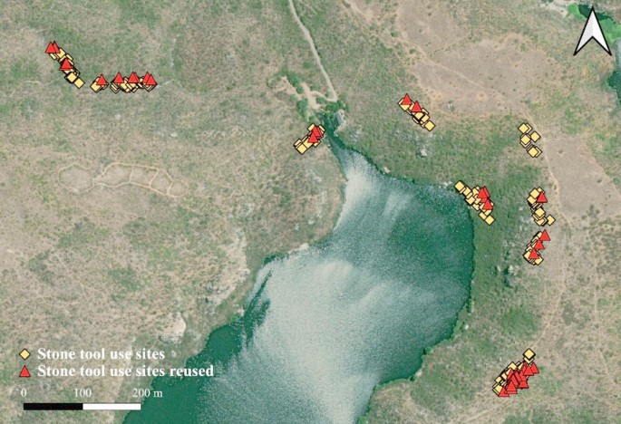 The basal area explains the abundance of stone tool sites reused by ...